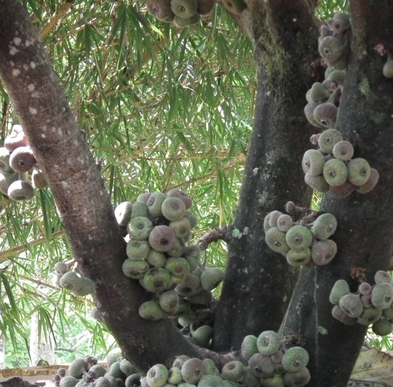 Elephant Ear Fig Tree – Ficus Auriculata | Organikos