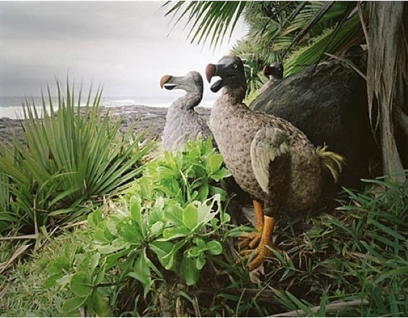 Bird of the Day: Dodo (Mauritius, c.1681) | Organikos