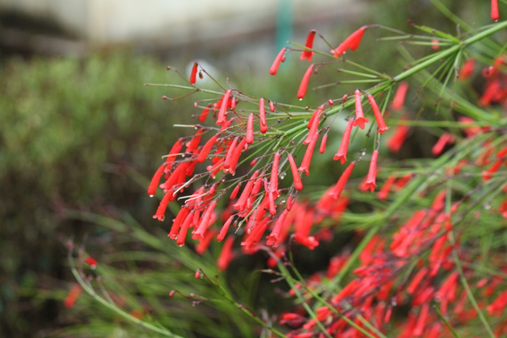 Red Bell Flower | Organikos