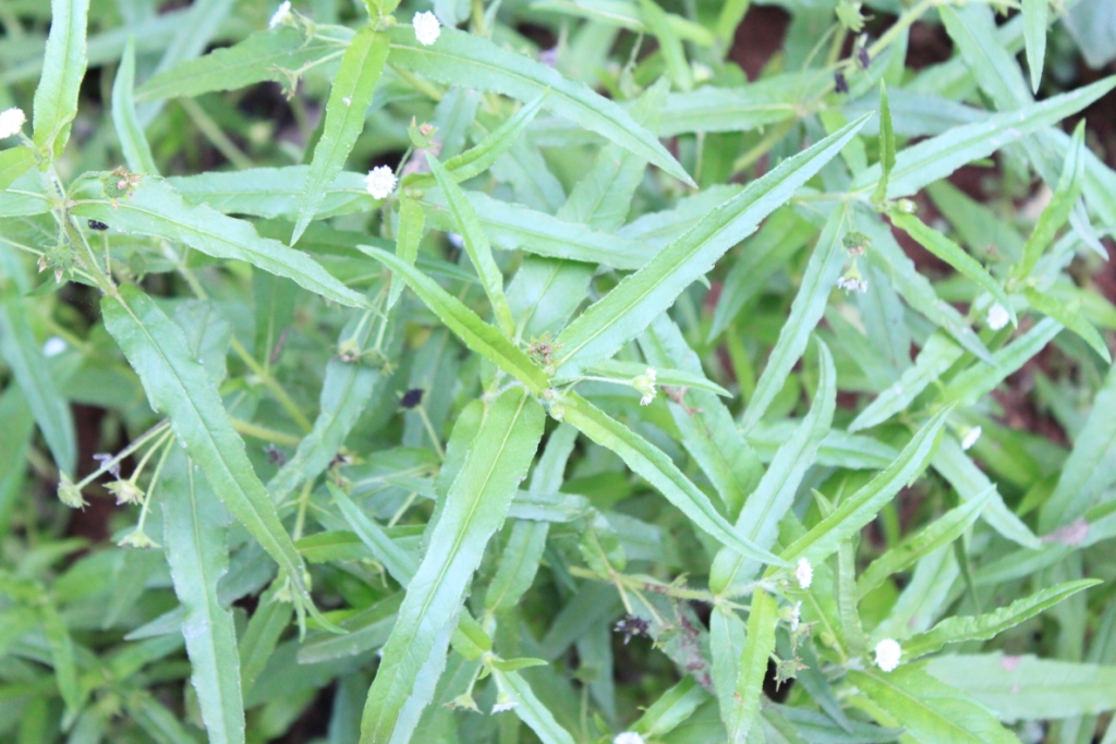 Trailing Eclipta (Eclipta aalba) | Organikos