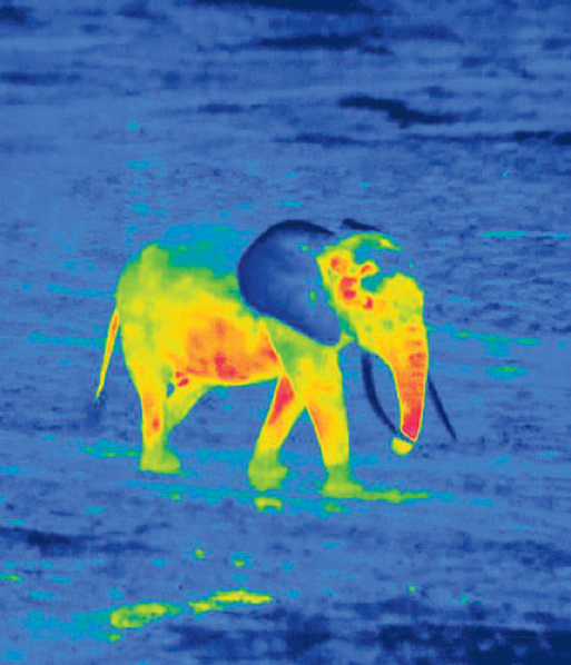 Infrared Elephants | Organikos