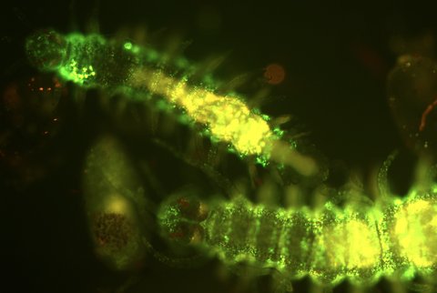 Bioluminescence To Commemorate Columbus In The New World | Organikos