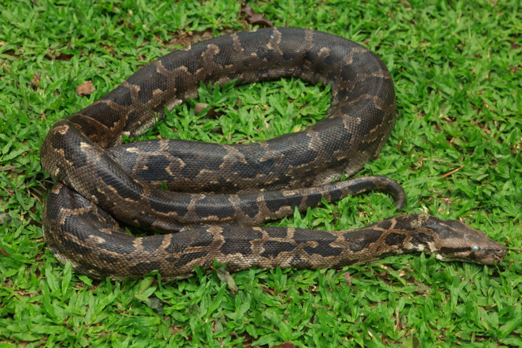 Wild Periyar – Indian Python (Python molurus) | Organikos