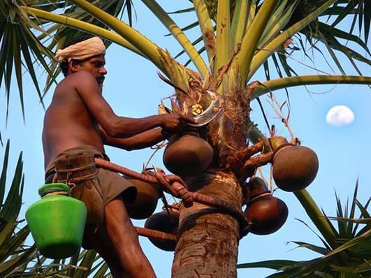 Coconut Toddy – Kallu | Organikos