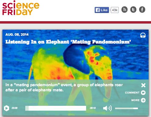 Listen, Learn, Elephants | Organikos