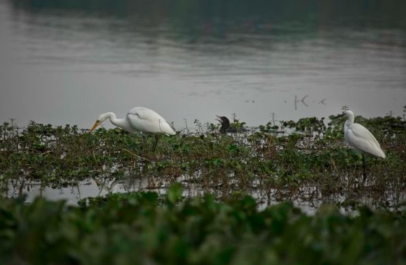 Canopy Feeding | Organikos