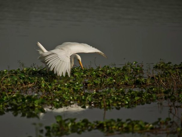 Canopy Feeding | Organikos