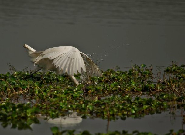 Canopy Feeding | Organikos