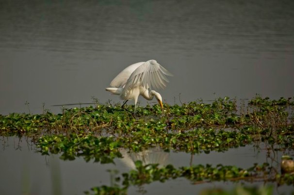Canopy Feeding | Organikos