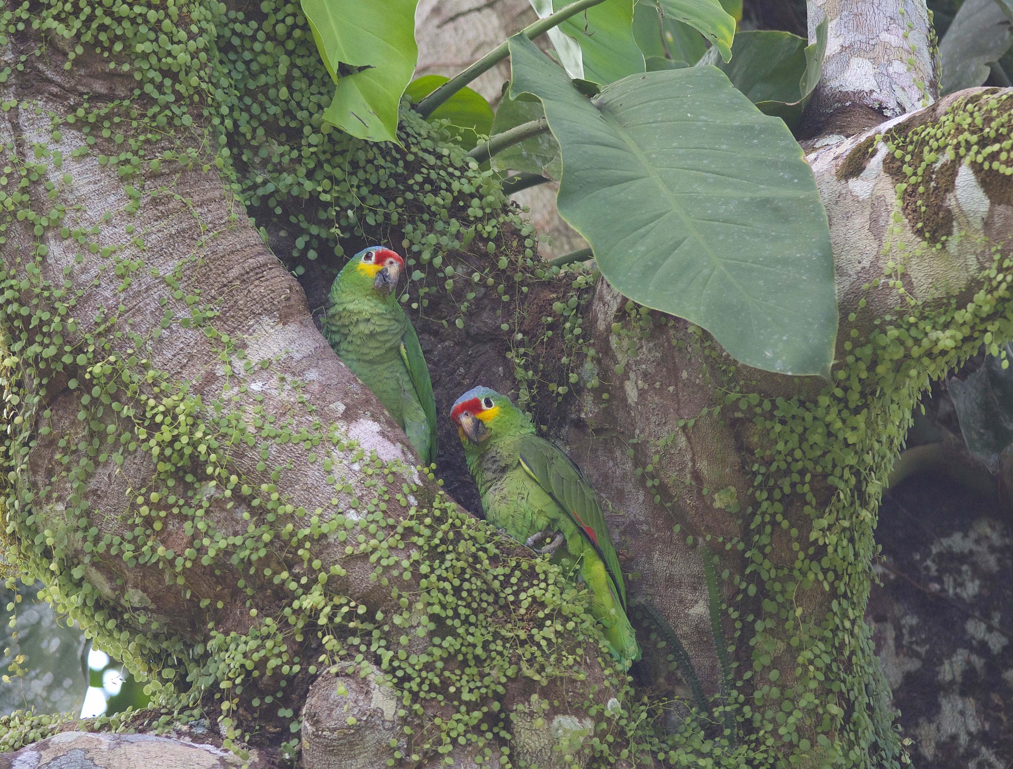 Bird of the Day: Red-lored Parrot | Organikos