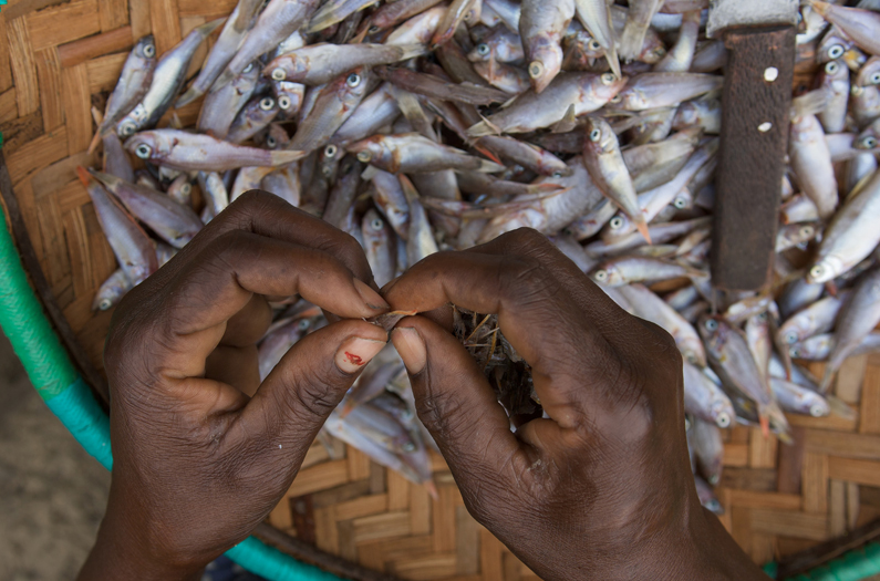 Freshwater Fish, Forgotten Food | Organikos