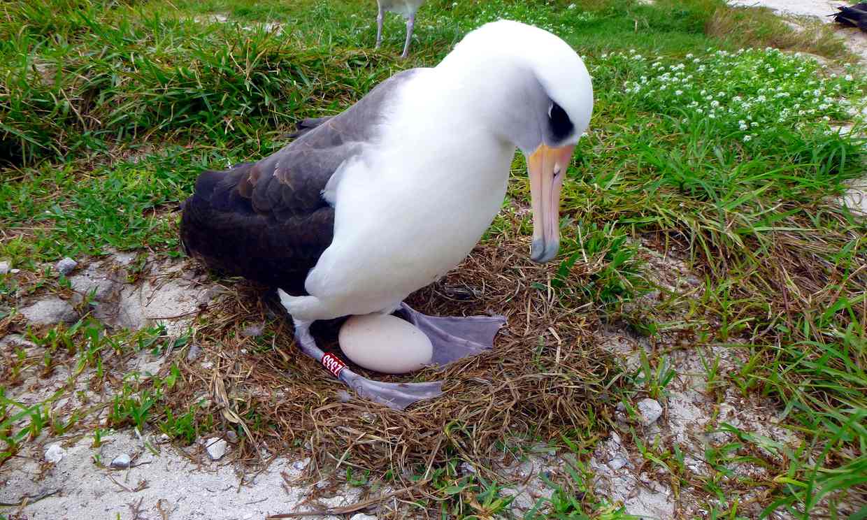 Albatross, Age & Egg — Keeping The Species Going | Organikos