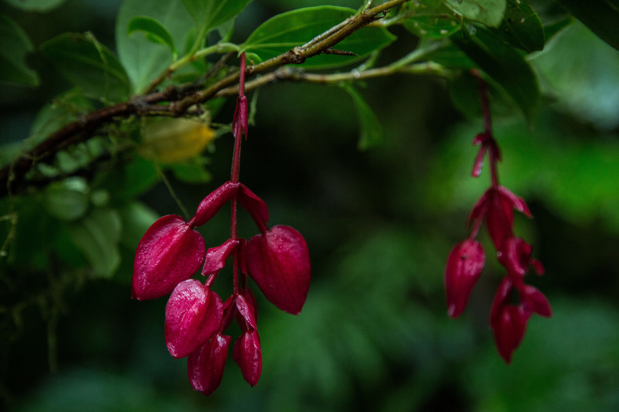 Tagimoucia, A Glimpse Of Heaven | Organikos