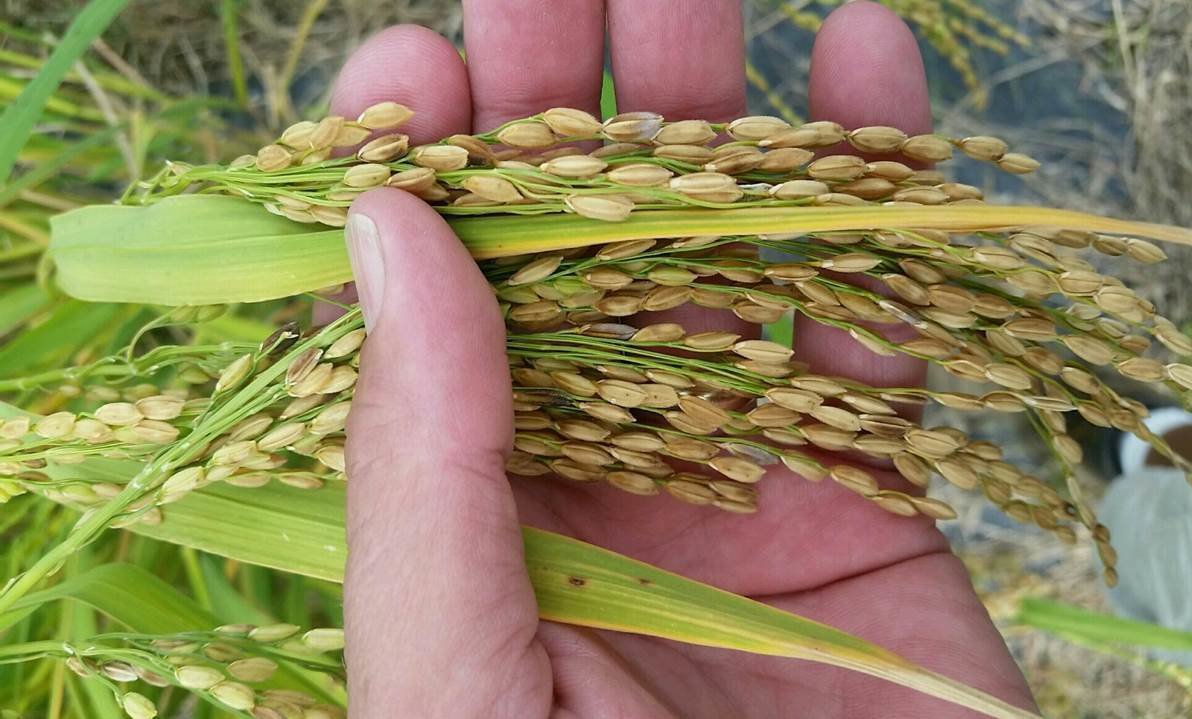 Lost Rice, Found Alive | Organikos