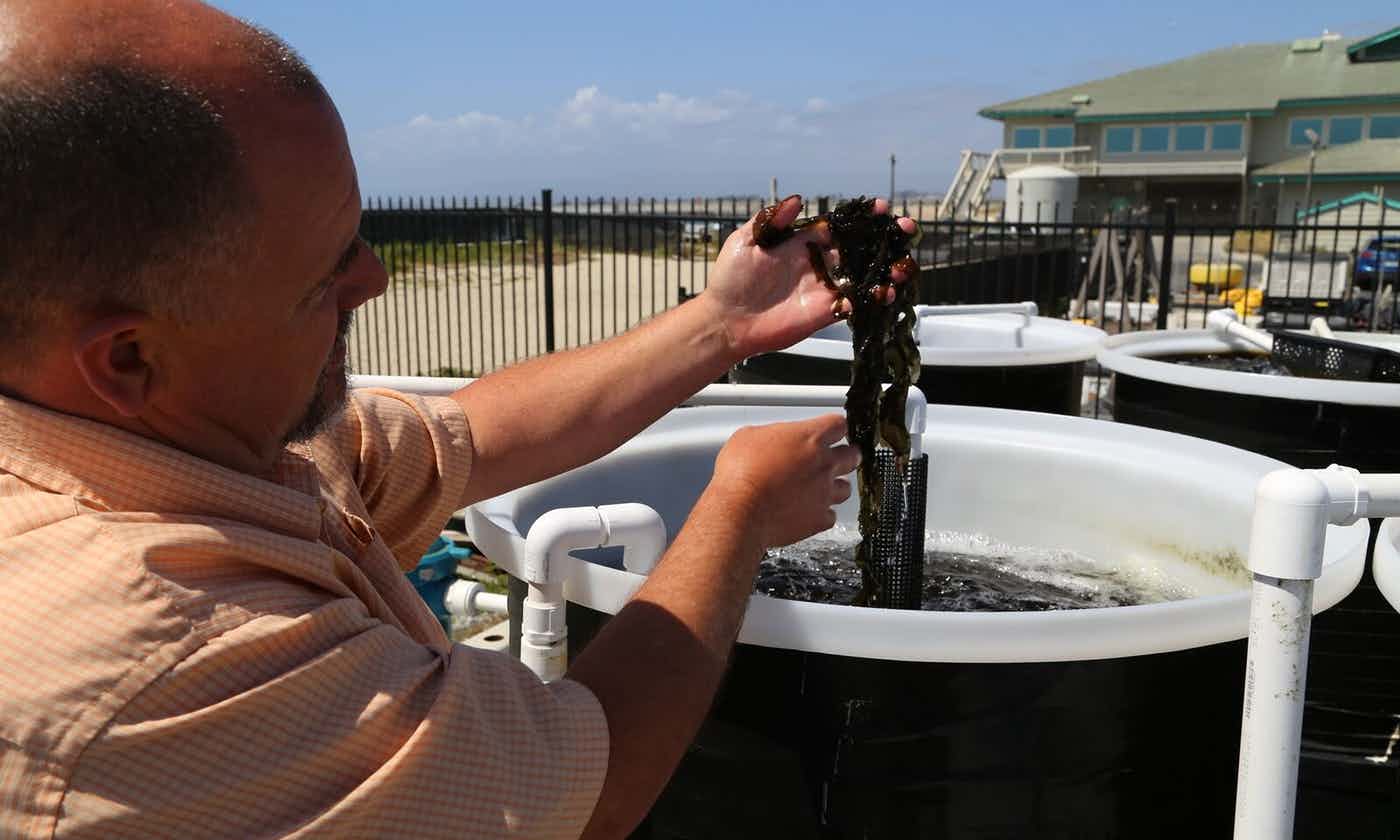 Entrepreneurial Conservation Through Seaweed Farming | Organikos