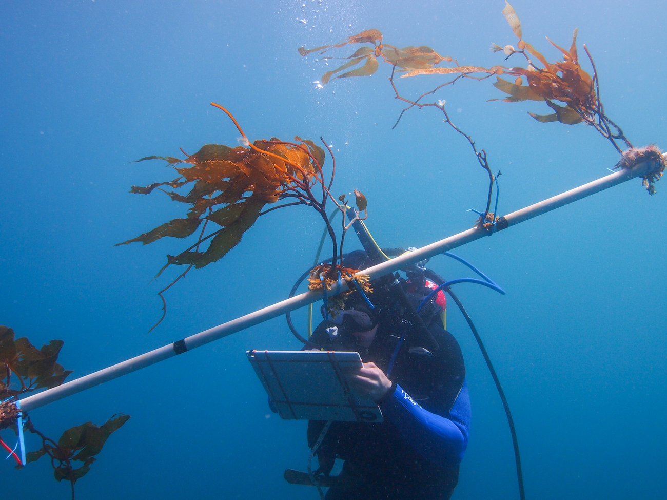 Kelp Farming, Whether For Food Or Fuel, Is In Our Future | Organikos