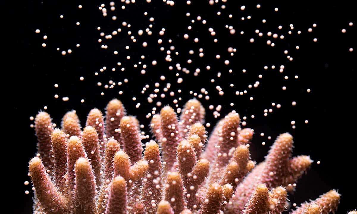 Preparing For Reef Wipeout, Corals Bred In Captivity | Organikos
