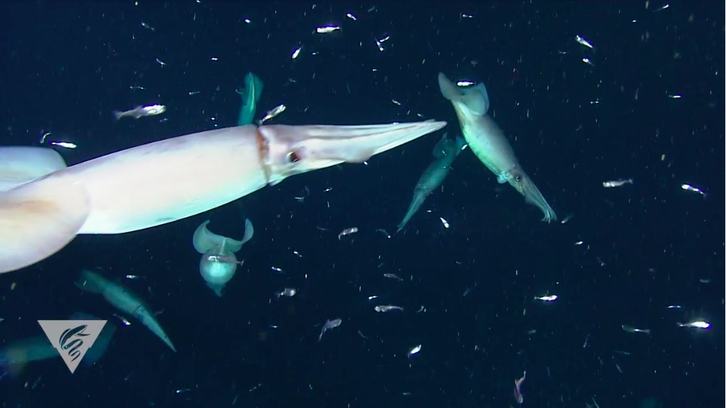 Eating Habits, Deep Sea Edition | Organikos