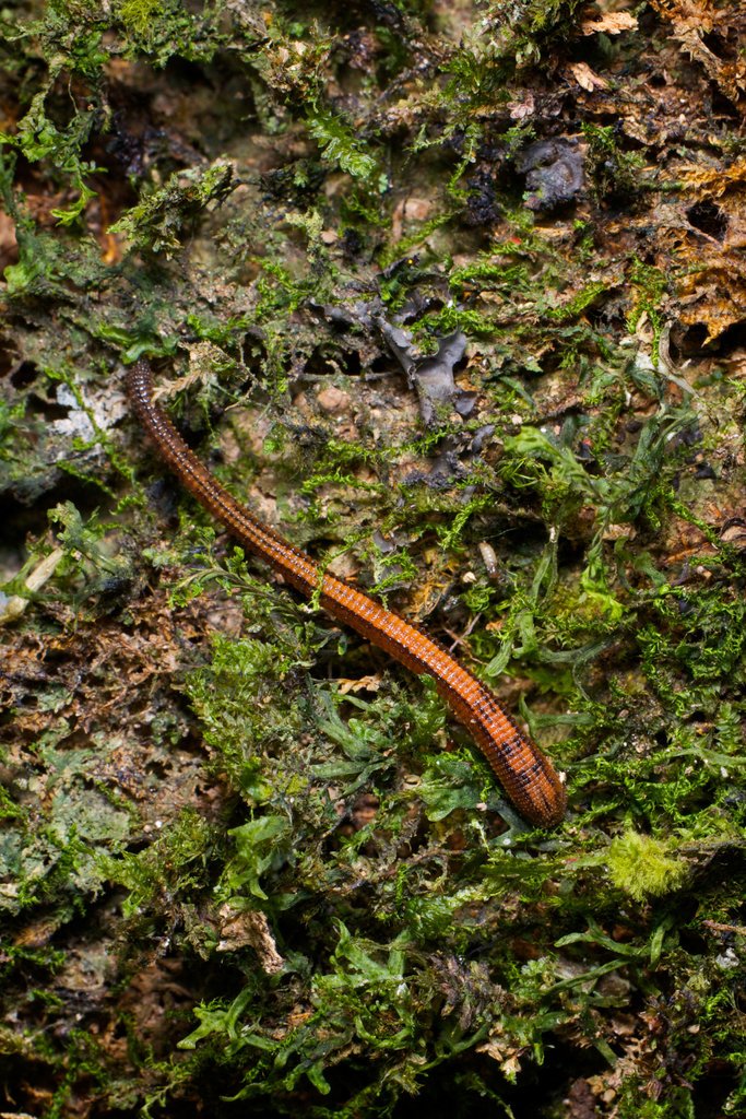 Conservation Aided By Lowliest Of Creatures | Organikos