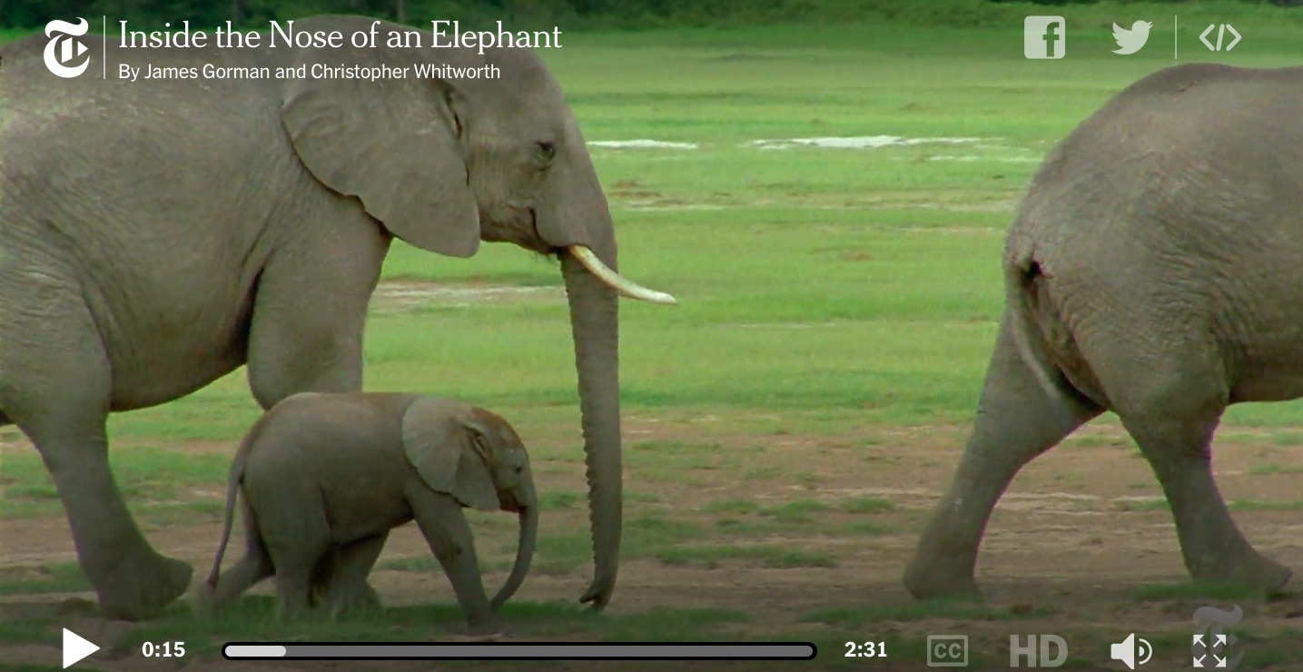 Elephants Can Smell | Organikos