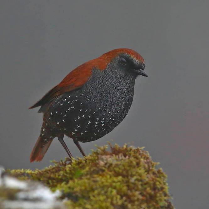 Bird of the Day: Gould’s Shortwing | Organikos