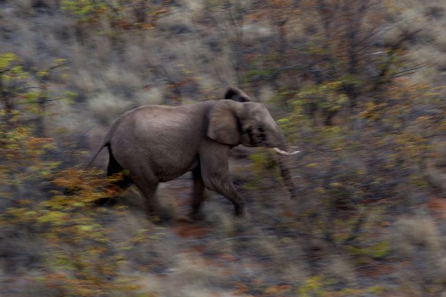 World Elephant Day | Organikos