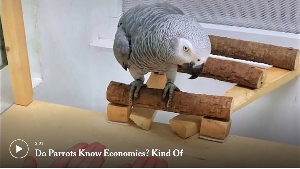 Testing Animal Intelligence | Organikos