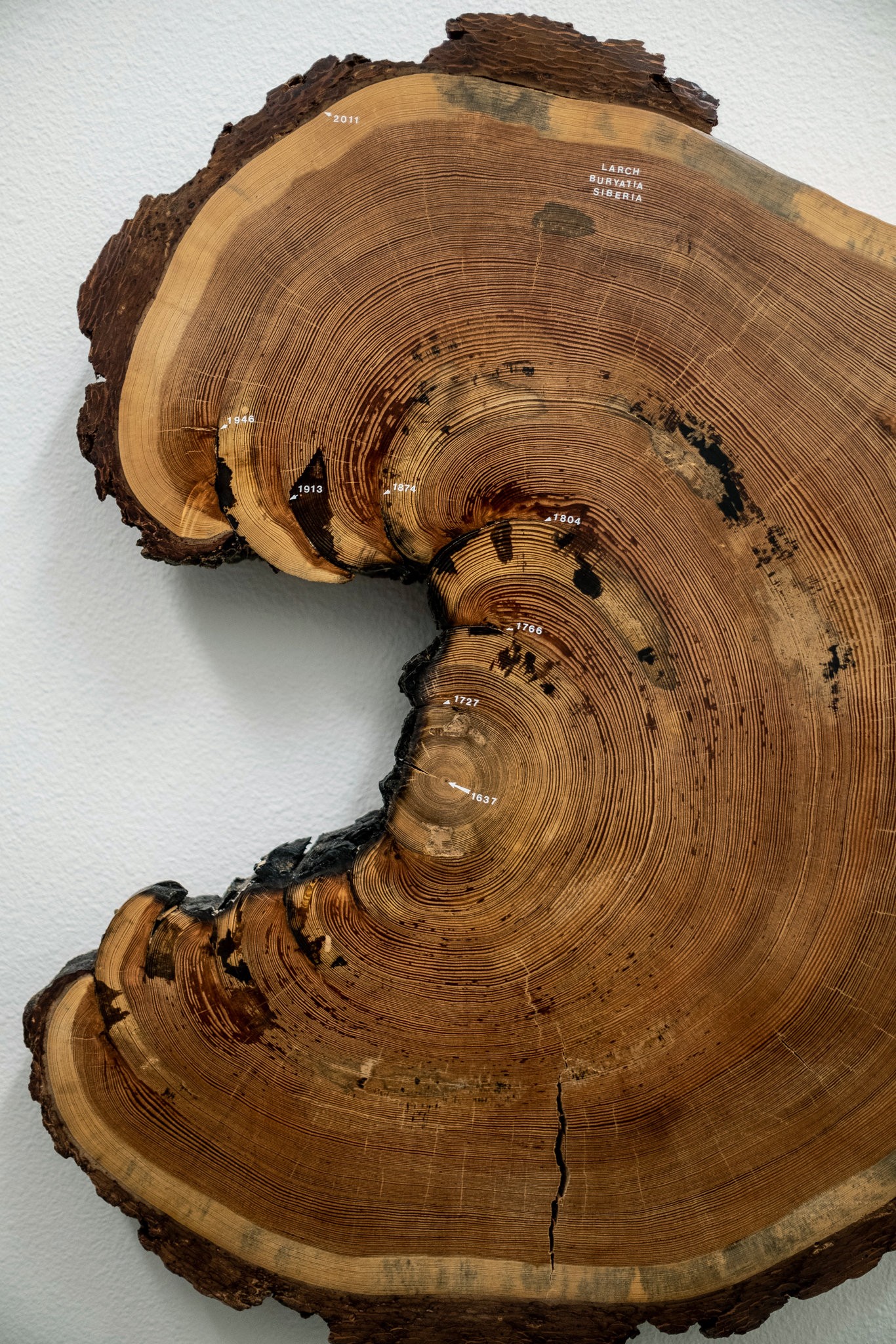 History As Told By Trees | Organikos