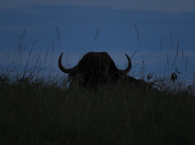 Mammals of Akagera National Park | Organikos