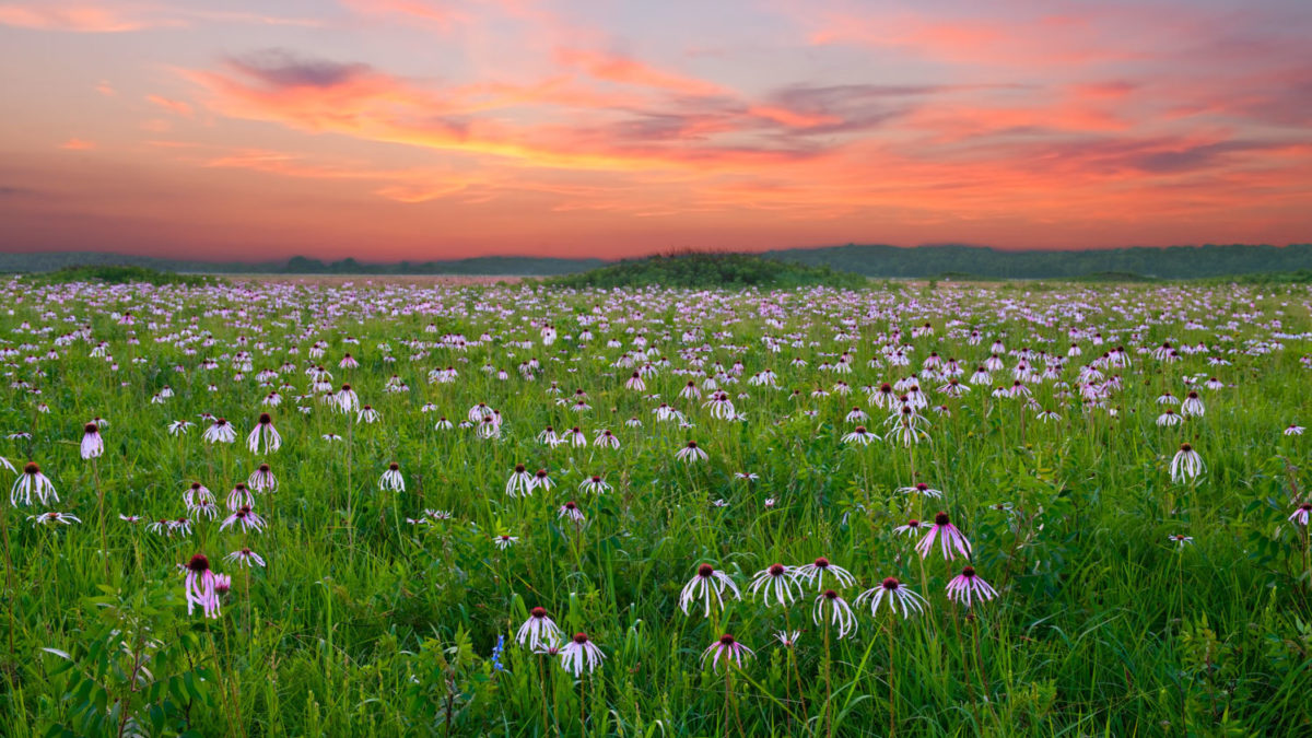 Native Prairie & Savanna In The USA | Organikos