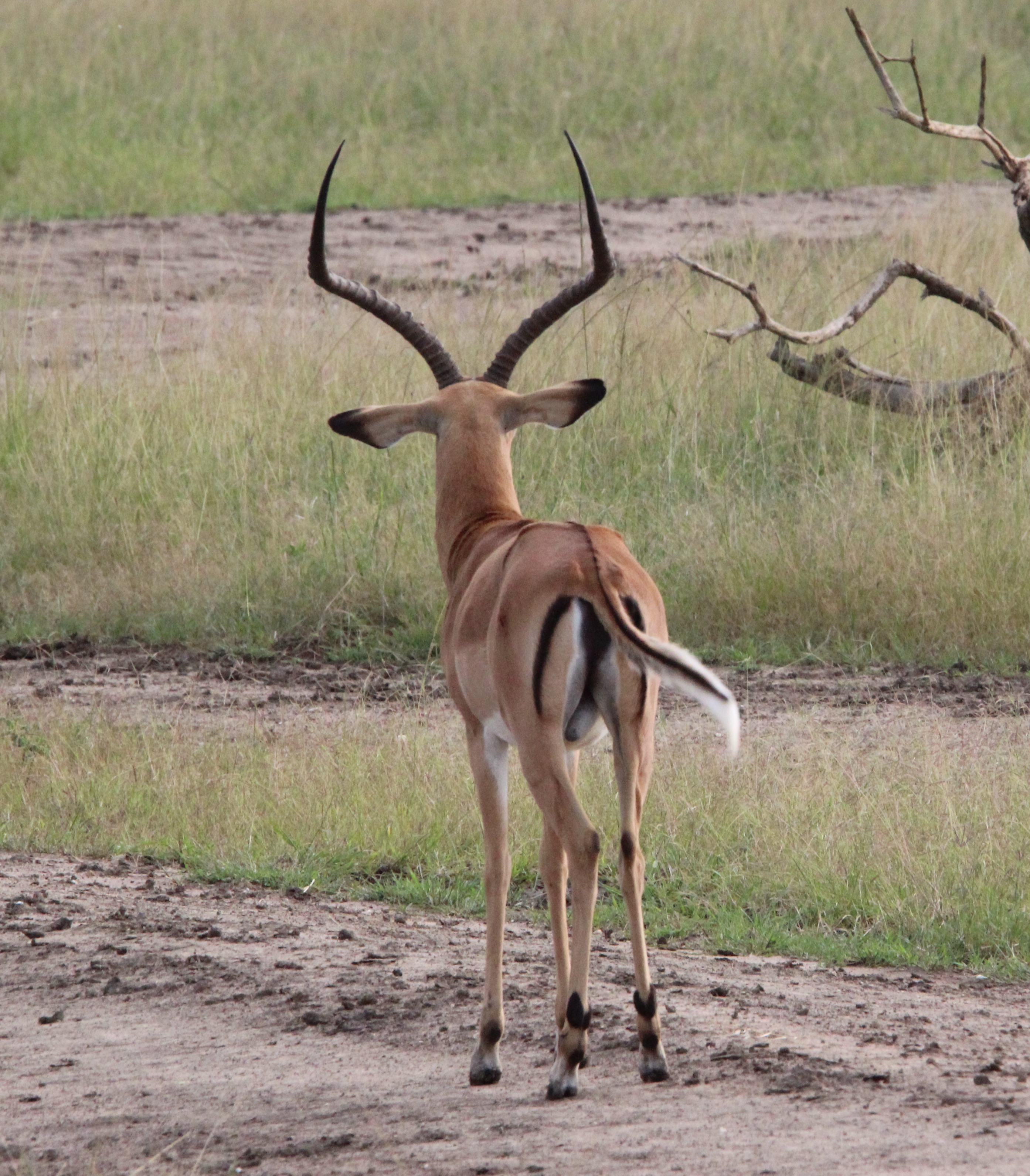 Mammals of Akagera National Park | Organikos