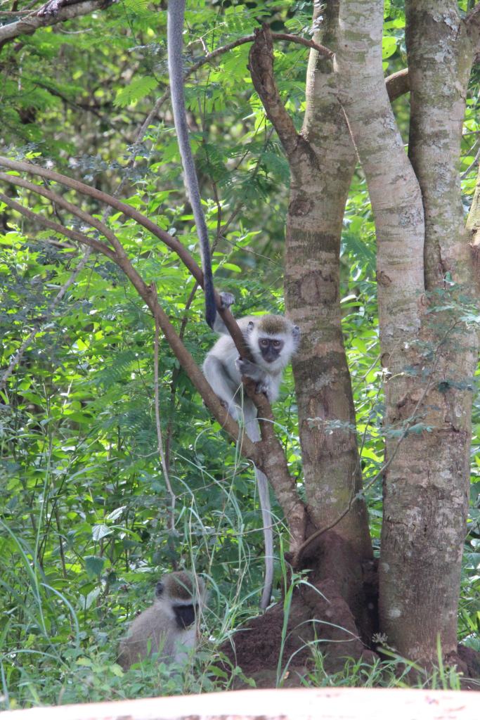Mammals of Akagera National Park | Organikos