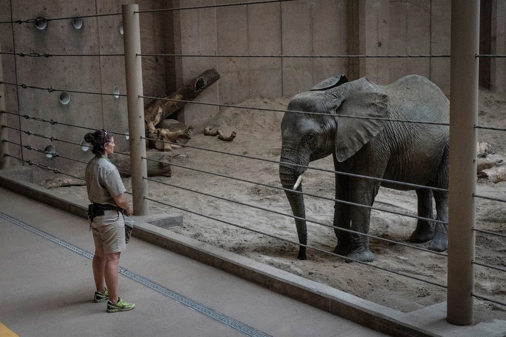 Avoiding Elephants In Zoos | Organikos