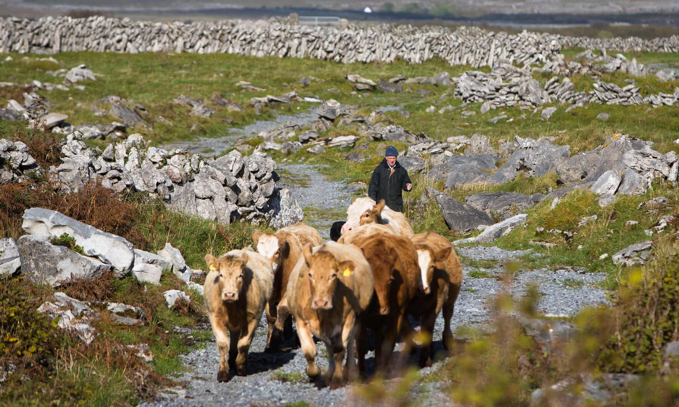 Fixing Farms In Ireland | Organikos