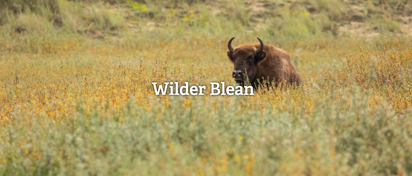 Rewilding & The Wilder Blean Project | Organikos