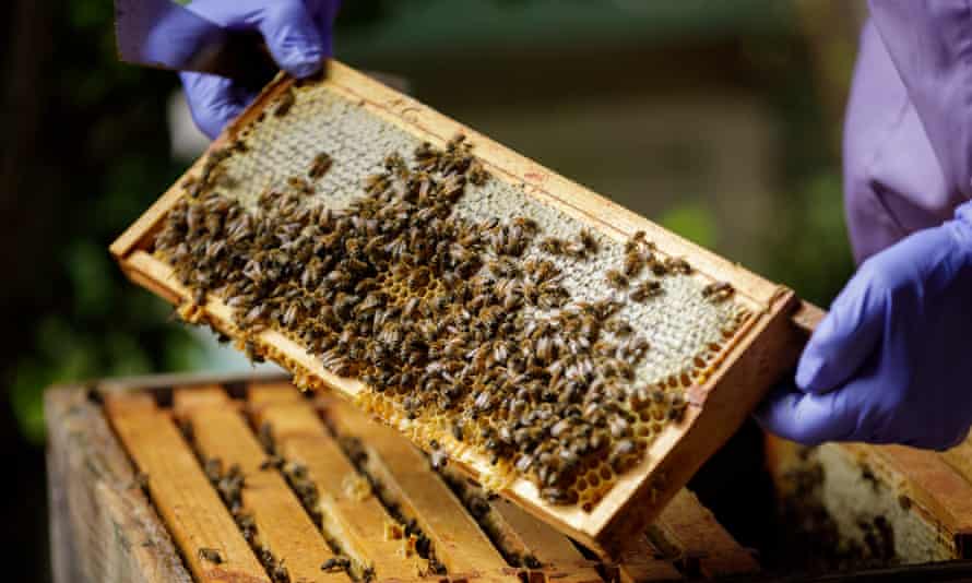 British Beekeeping Benefits | Organikos