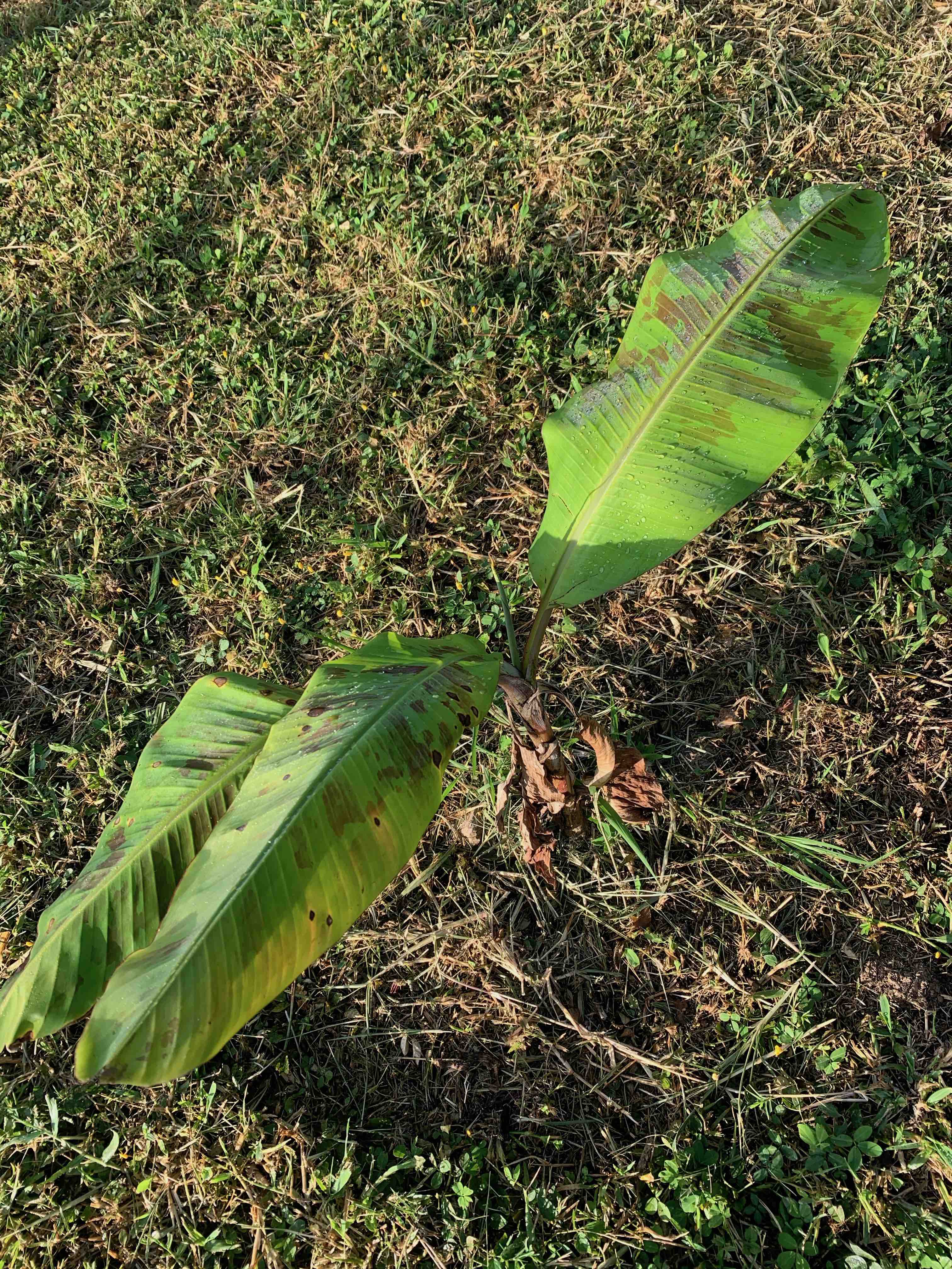Regenerating, Banana & Plantain | Organikos