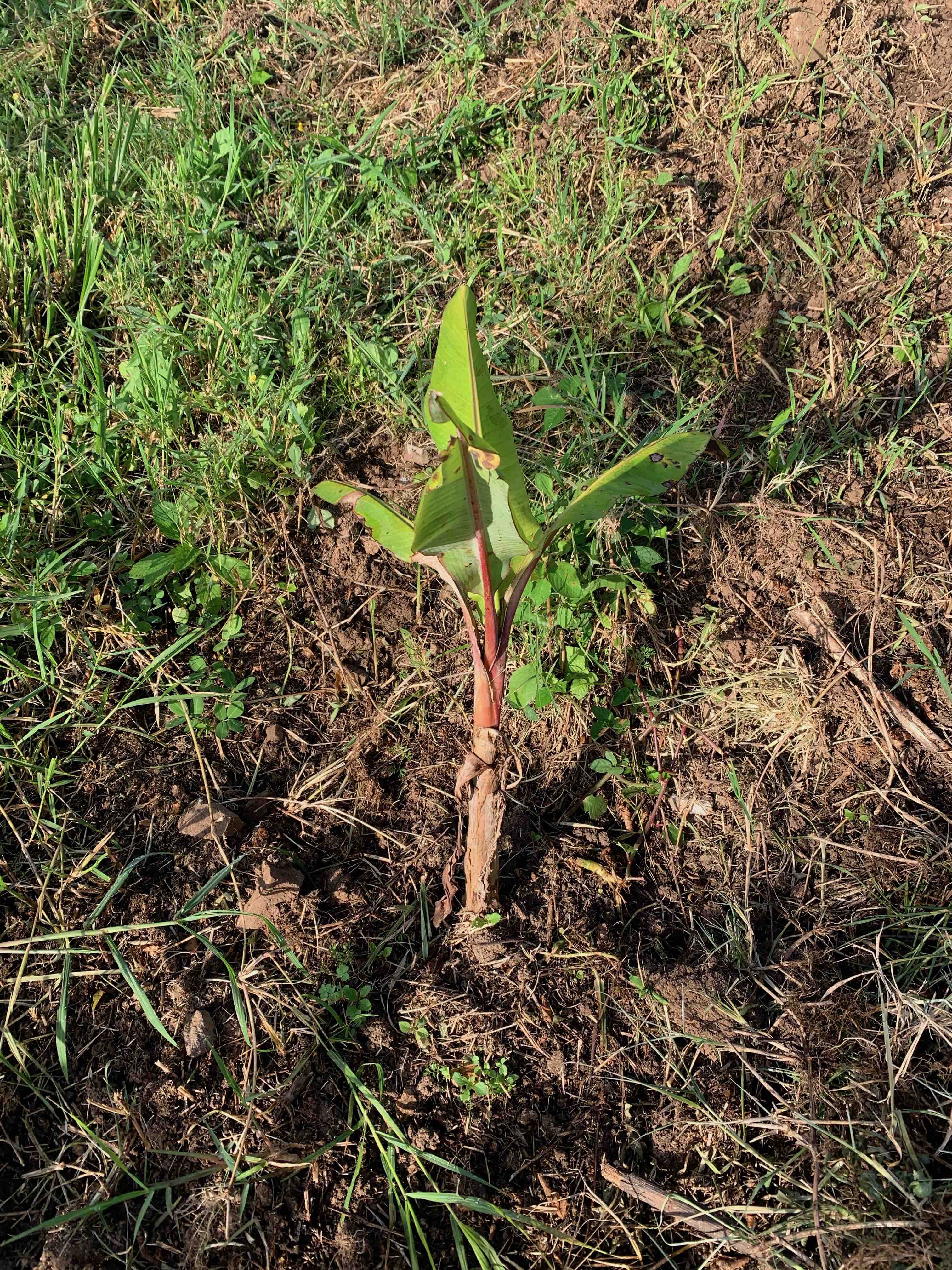 Regenerating, Banana & Plantain | Organikos