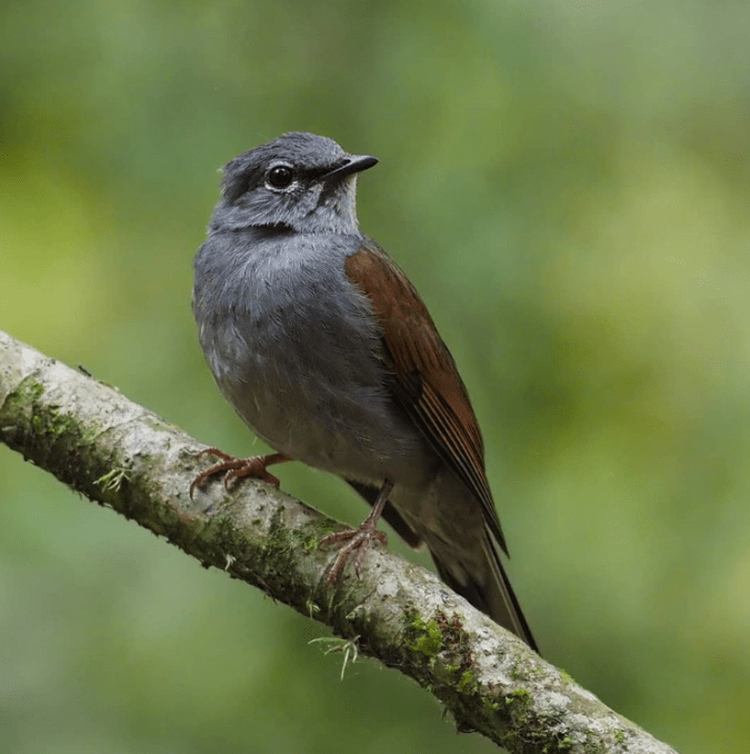 Bird of the Day: Brown-backed Solitaire | Organikos