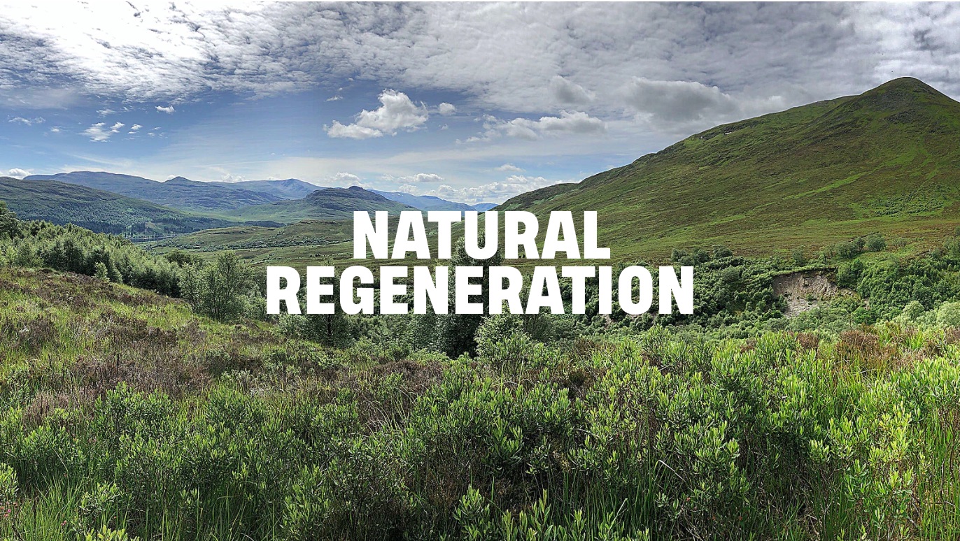 Rewilding Britain With Natural Regeneration | Organikos