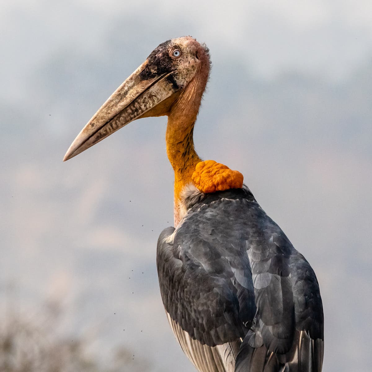 Giant Storks Of Assam, And Their Protectors | Organikos