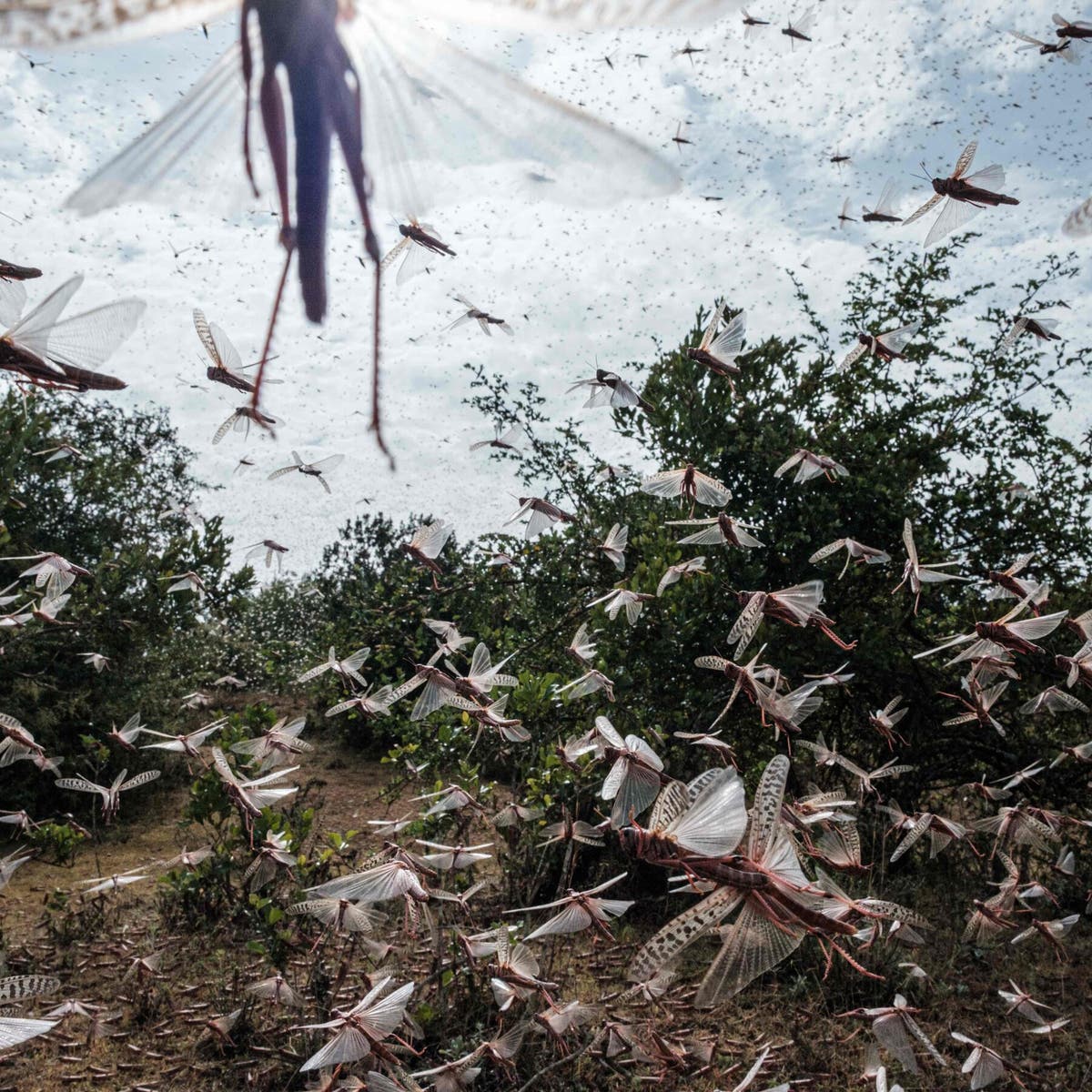 The Locus Of Locust Control | Organikos