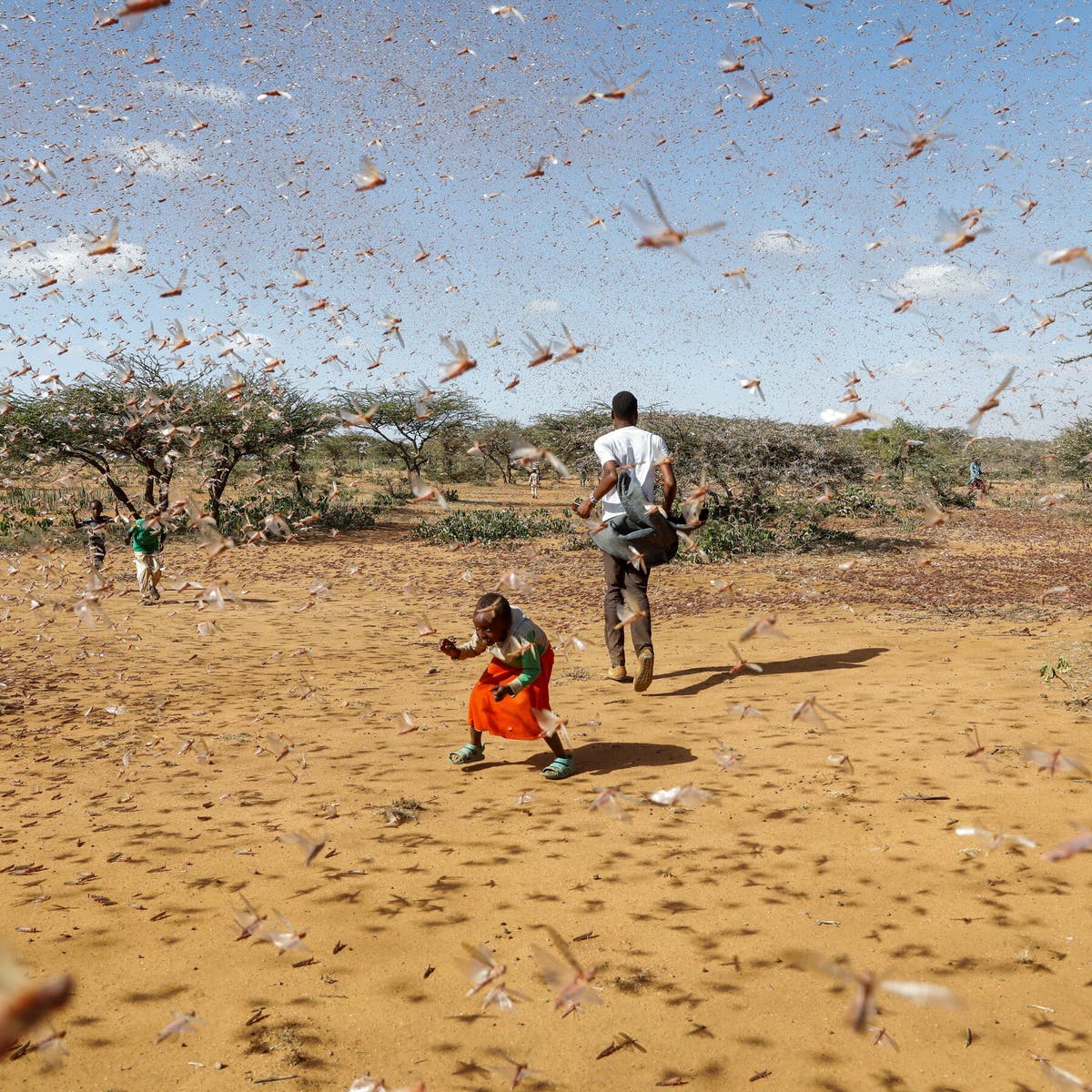The Locus Of Locust Control | Organikos