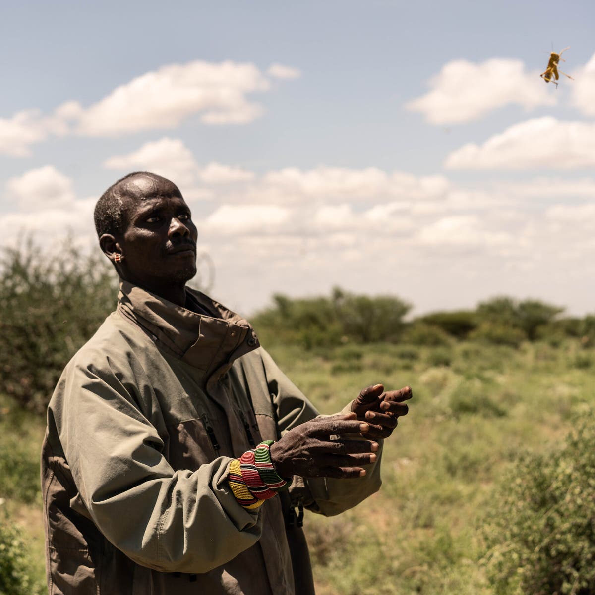 The Locus Of Locust Control | Organikos