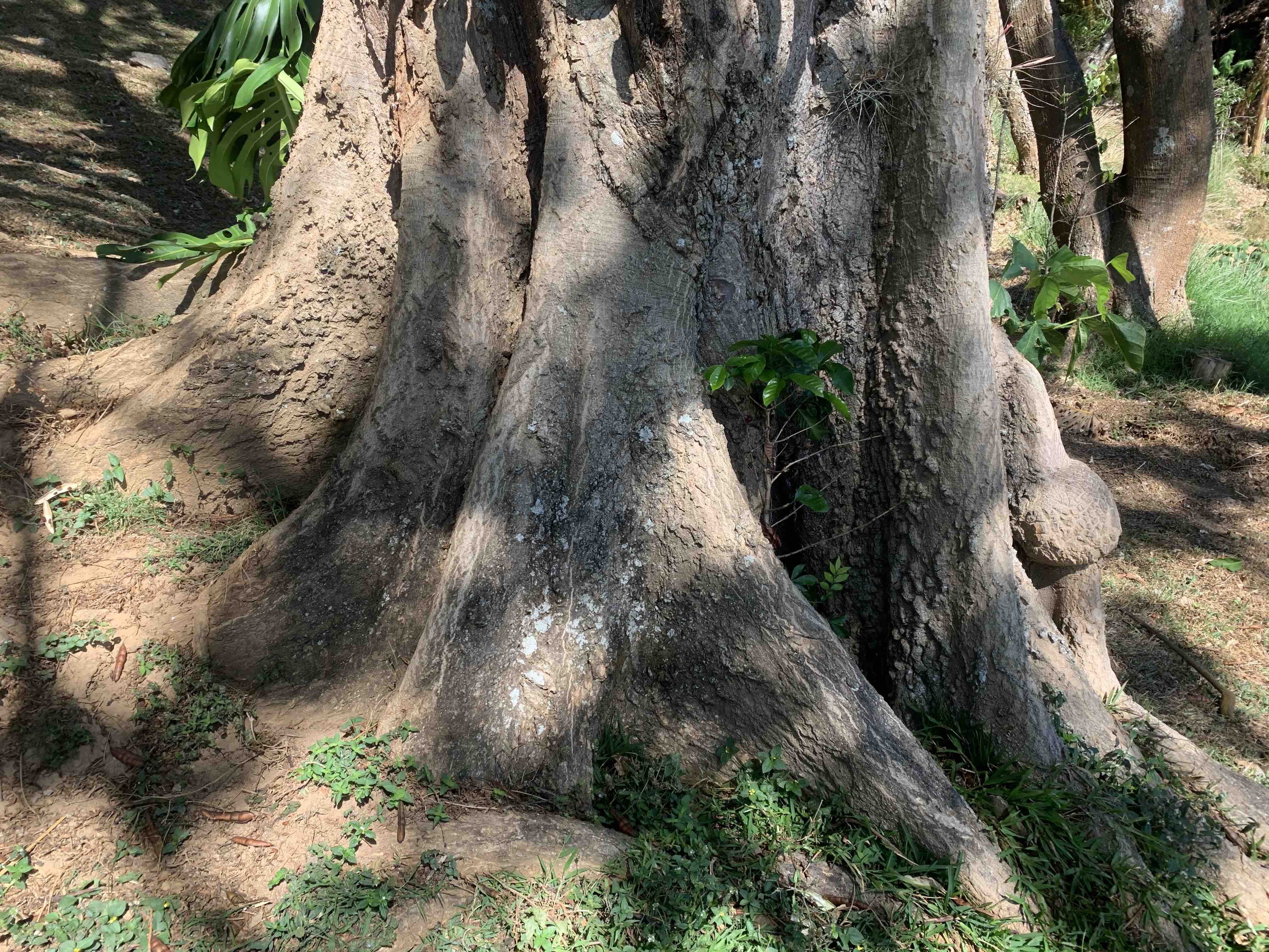 Organikos, 2021 New Growth | Organikos