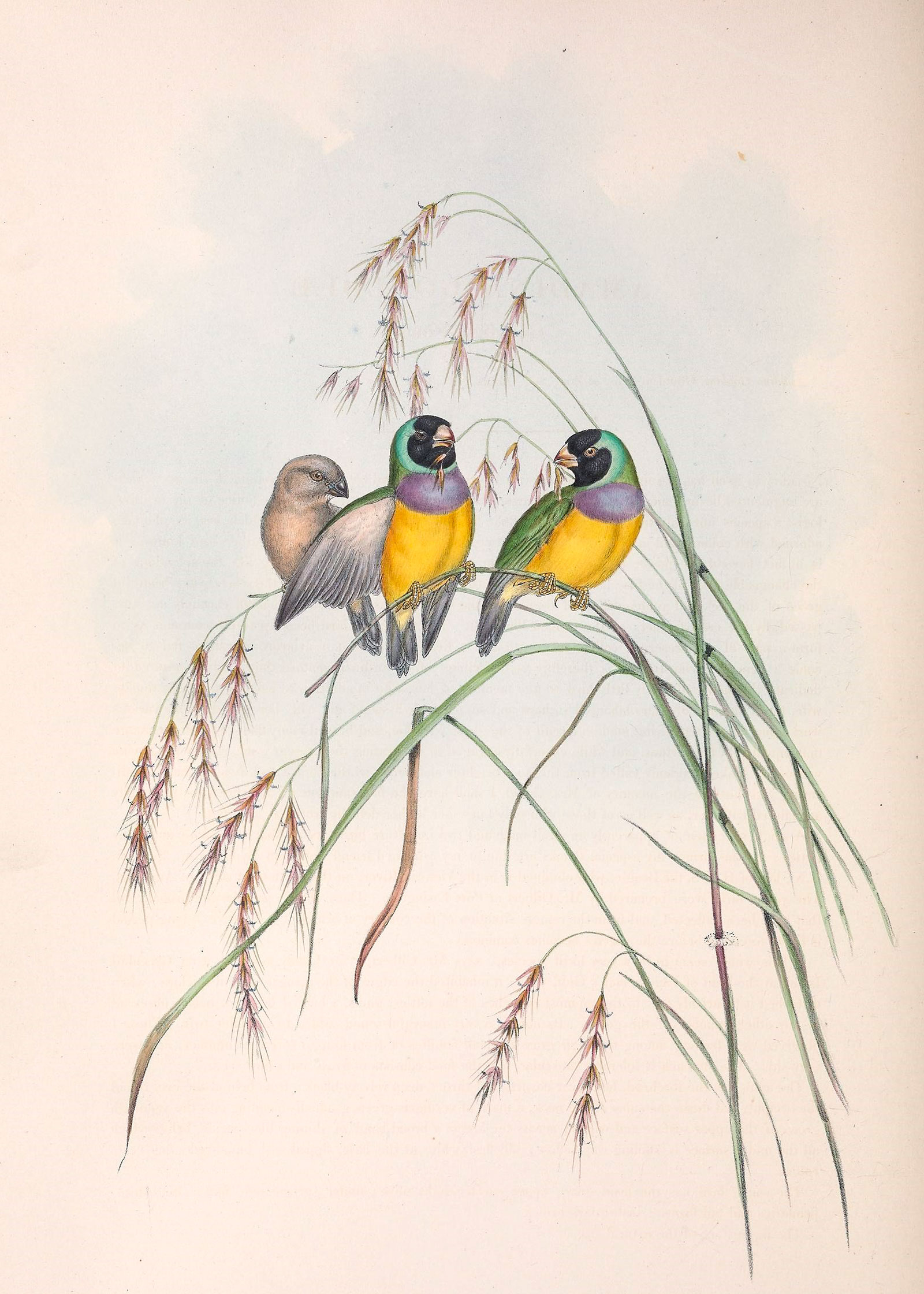 Elizabeth Gould, Illustrator Of Note | Organikos