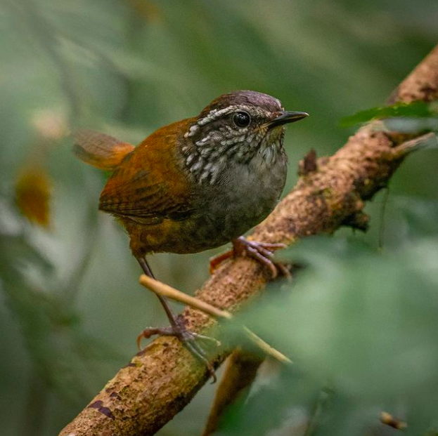 Bird of the Day: Gray-breasted Wood-Wren | Organikos