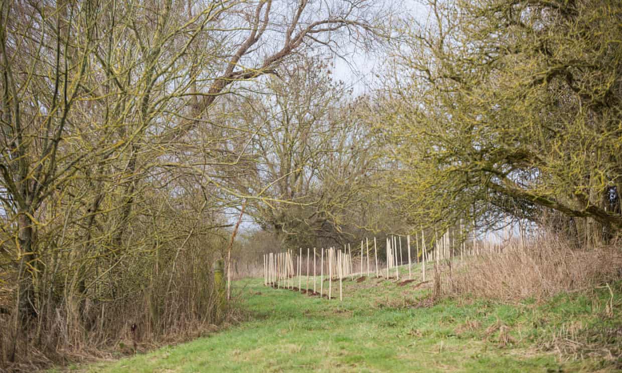 In The UK, Trees Say I Love You | Organikos