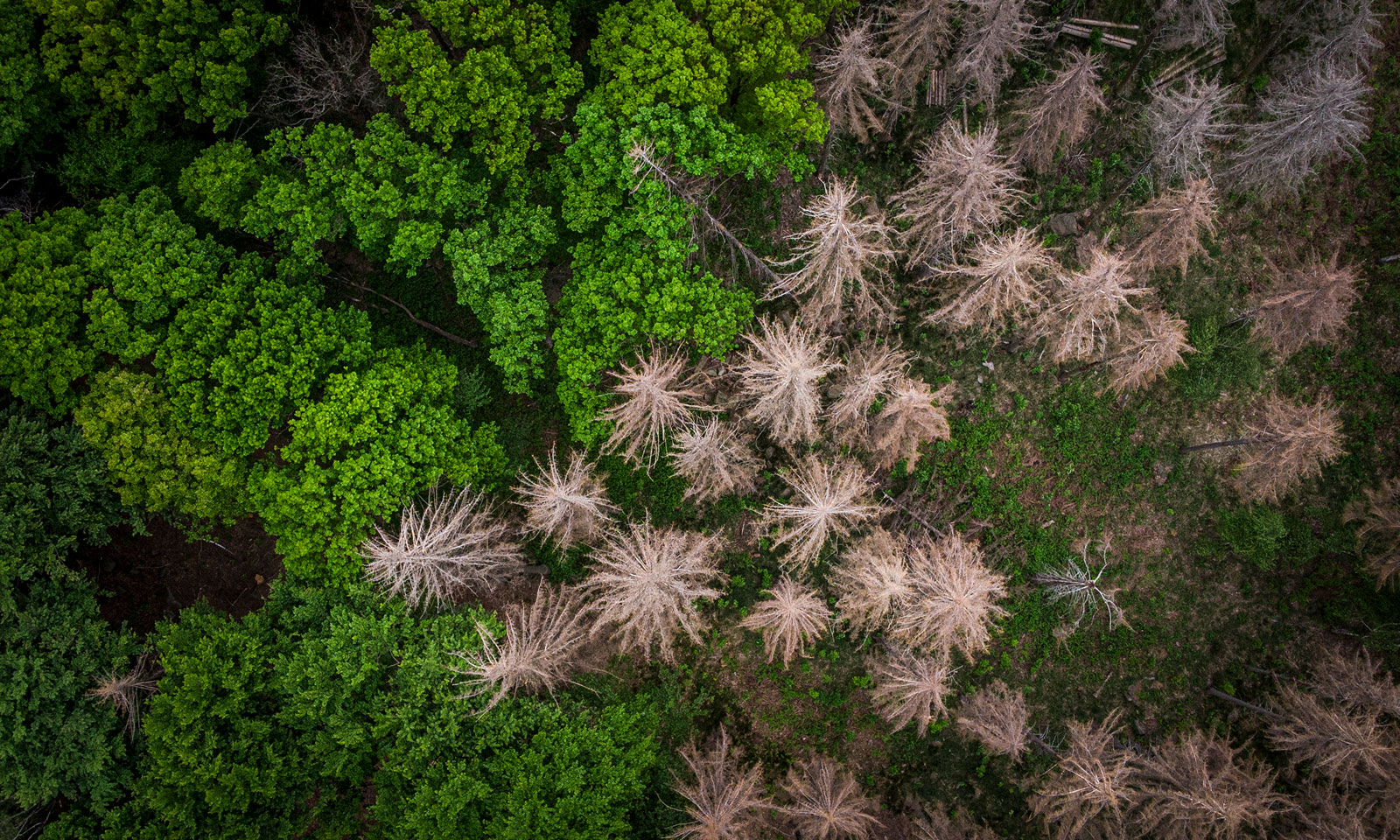 The New Forestry In Germany | Organikos