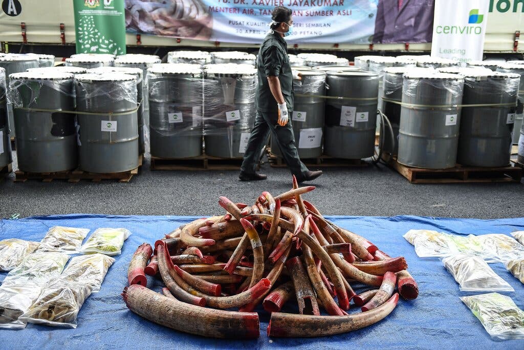 New Technology For Anti-Poaching | Organikos